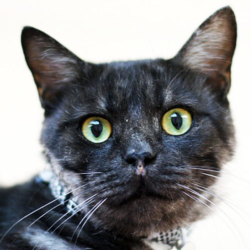 Cat of the week: Viggo - WKTV Journal