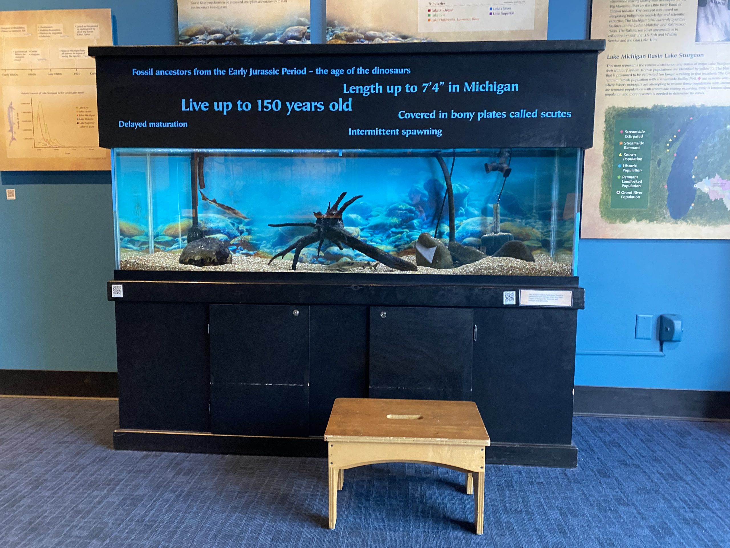 Public Museum’s new game is a little ‘fishy’ - WKTV Journal