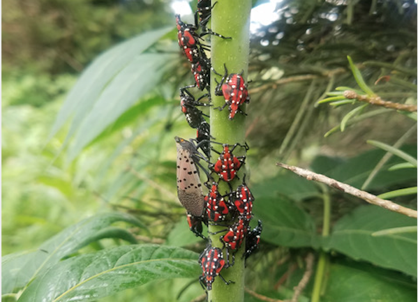 Battle with the Spotted Lanternfly and other invasive species a ...