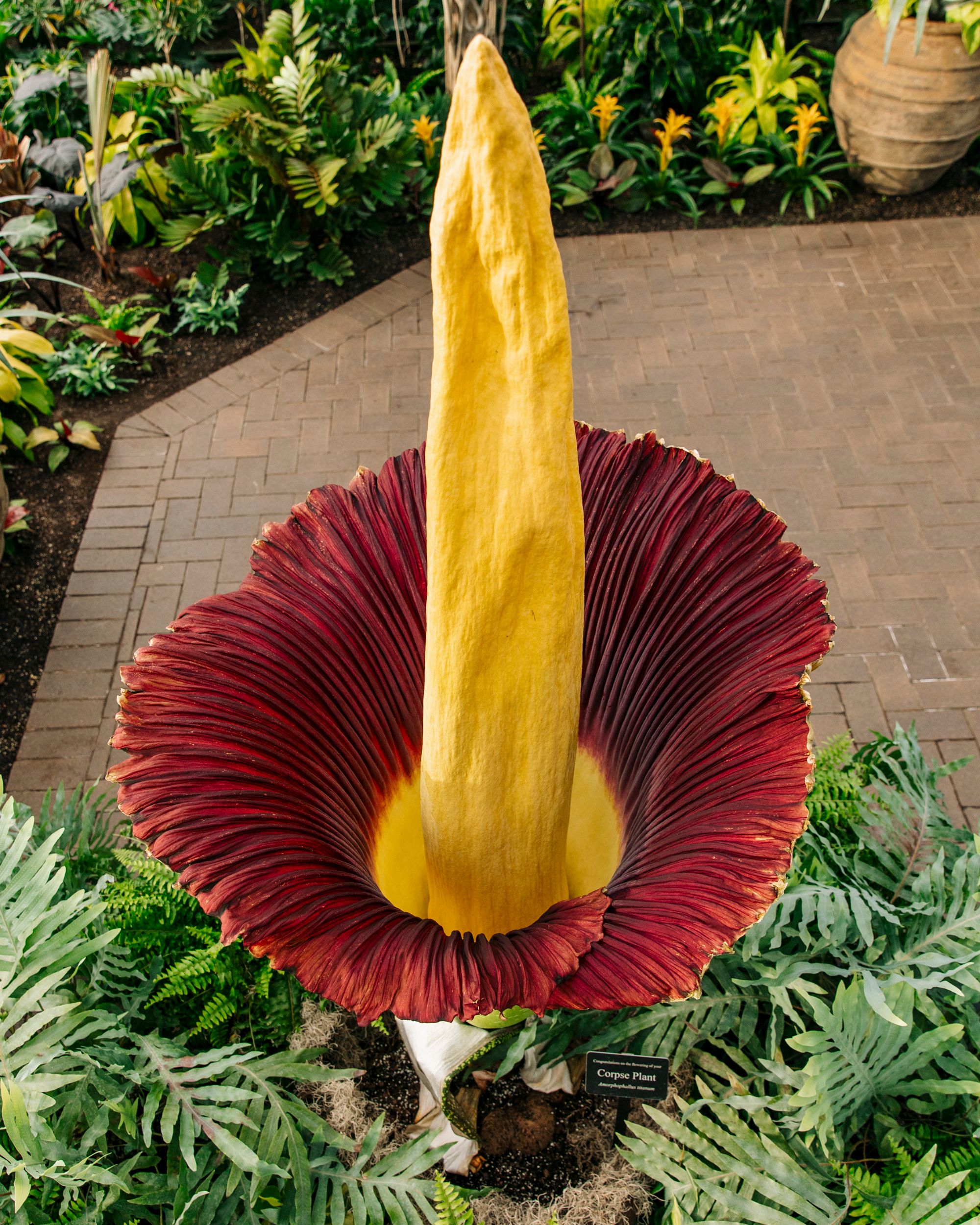 The Stinky “Beast” has bloomed at Frederik Meijer Gardens - WKTV Journal